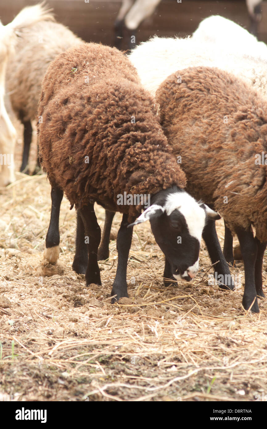 Several different sheep in the farm Stock Photo - Alamy