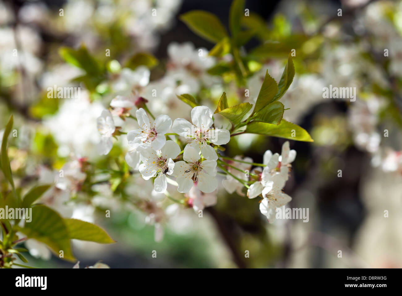 Beautiful flowers blossom in spring outside shot Stock Photo - Alamy