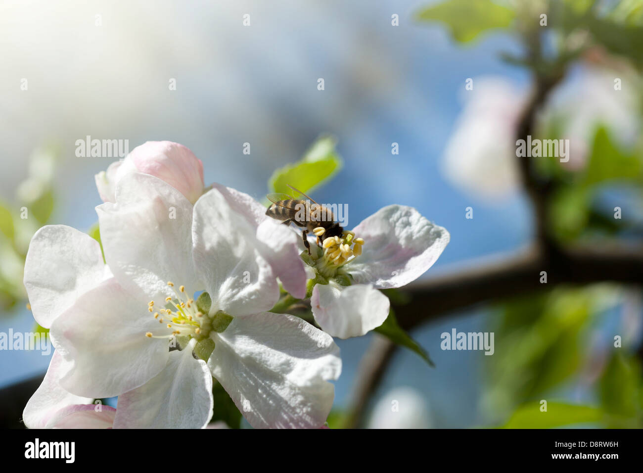 Beautiful flowers blossom in spring outside shot Stock Photo - Alamy