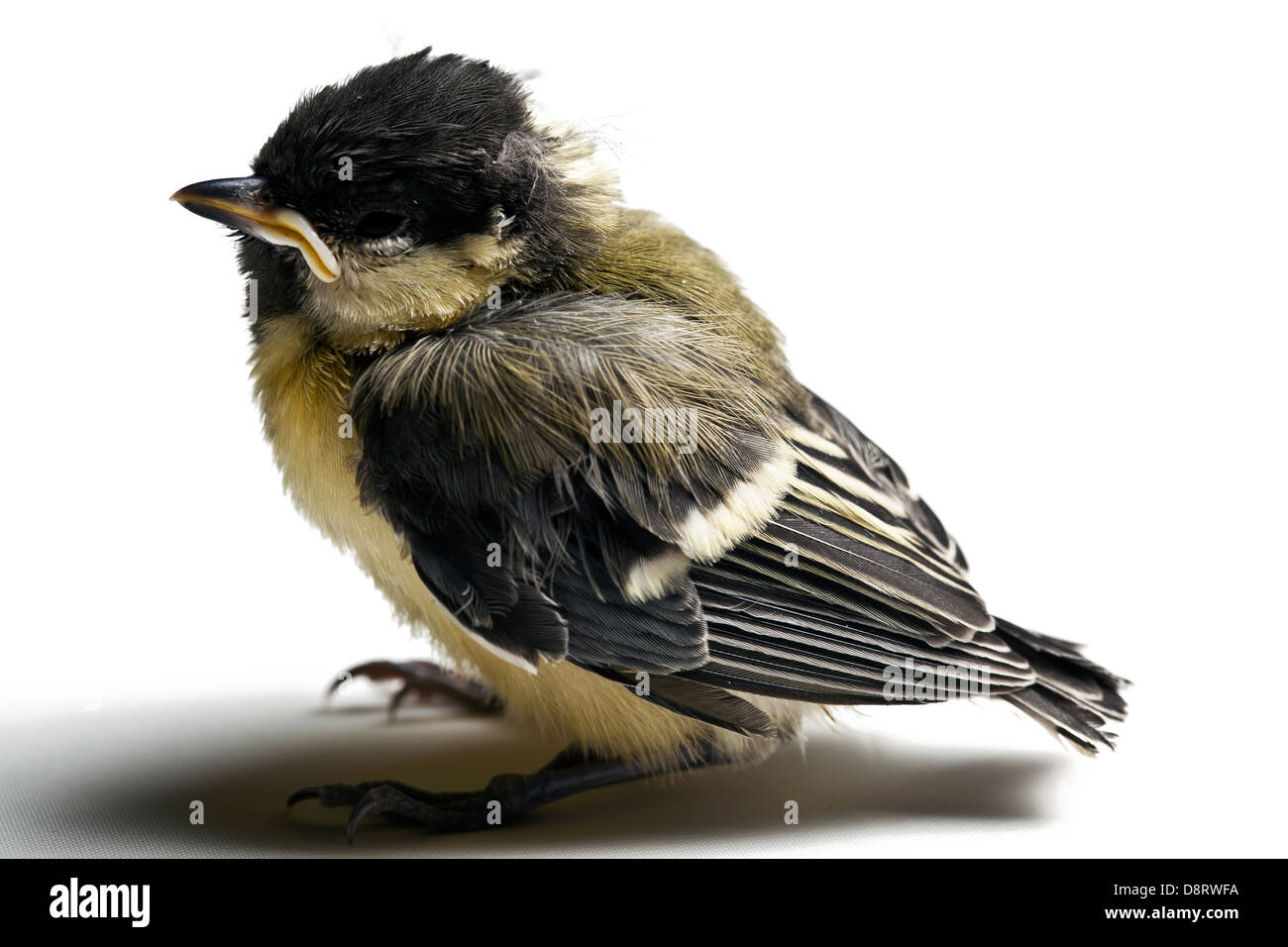 little bird photo studio shot Stock Photo - Alamy