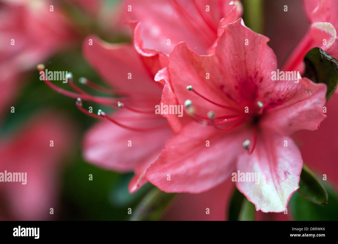 Rhododendron flowers flower hi-res stock photography and images - Alamy