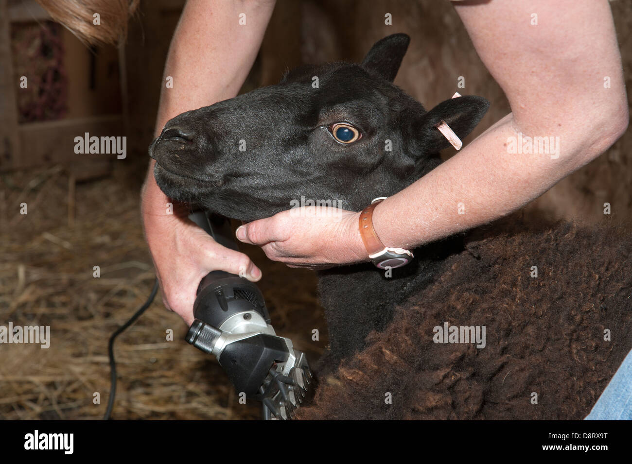 Sheep shearing woman shears a Welsh Black sheep Stock Photo - Alamy