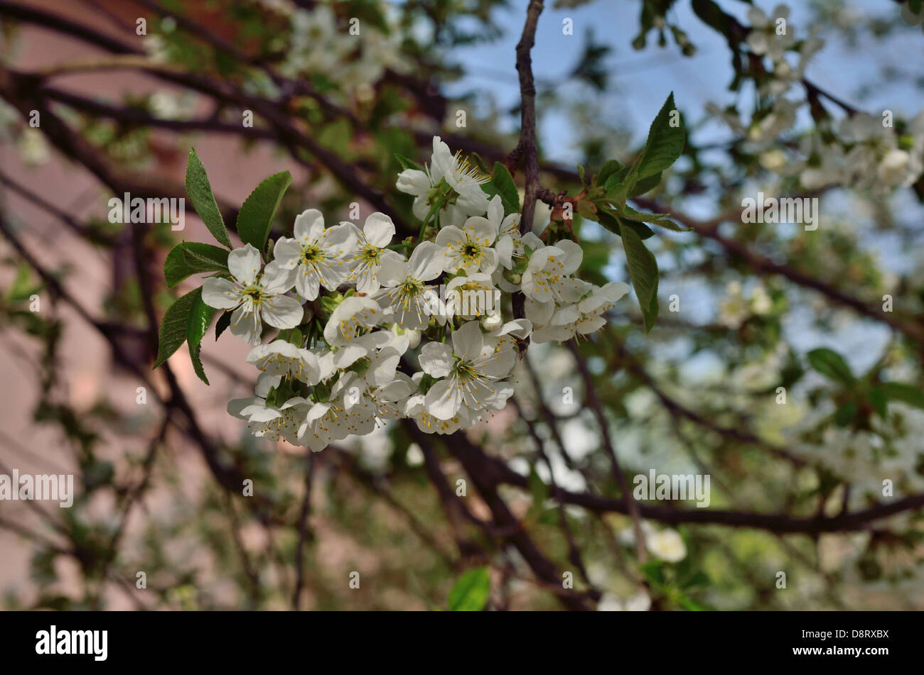 inflorescence on the background of trees and sky Stock Photo - Alamy