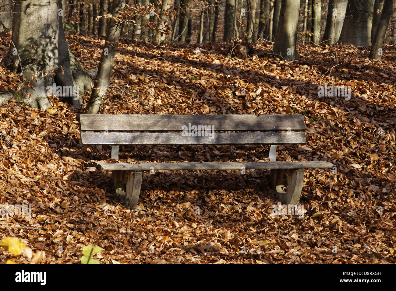 Bench with autumn leaves in November Stock Photo - Alamy