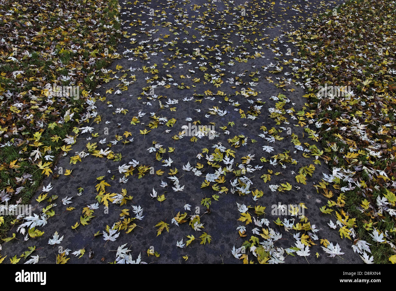 Autumn leaves in November Stock Photo - Alamy