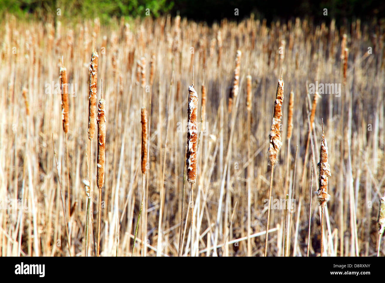Lake reeds hi-res stock photography and images - Alamy