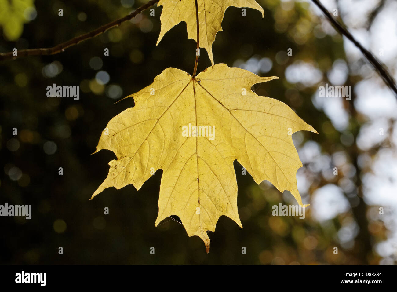 Sugar Maple Tree Leaf