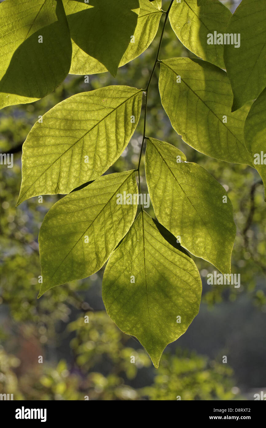 Cladrastis kentukea, Kentucky Yellowwood Stock Photo - Alamy