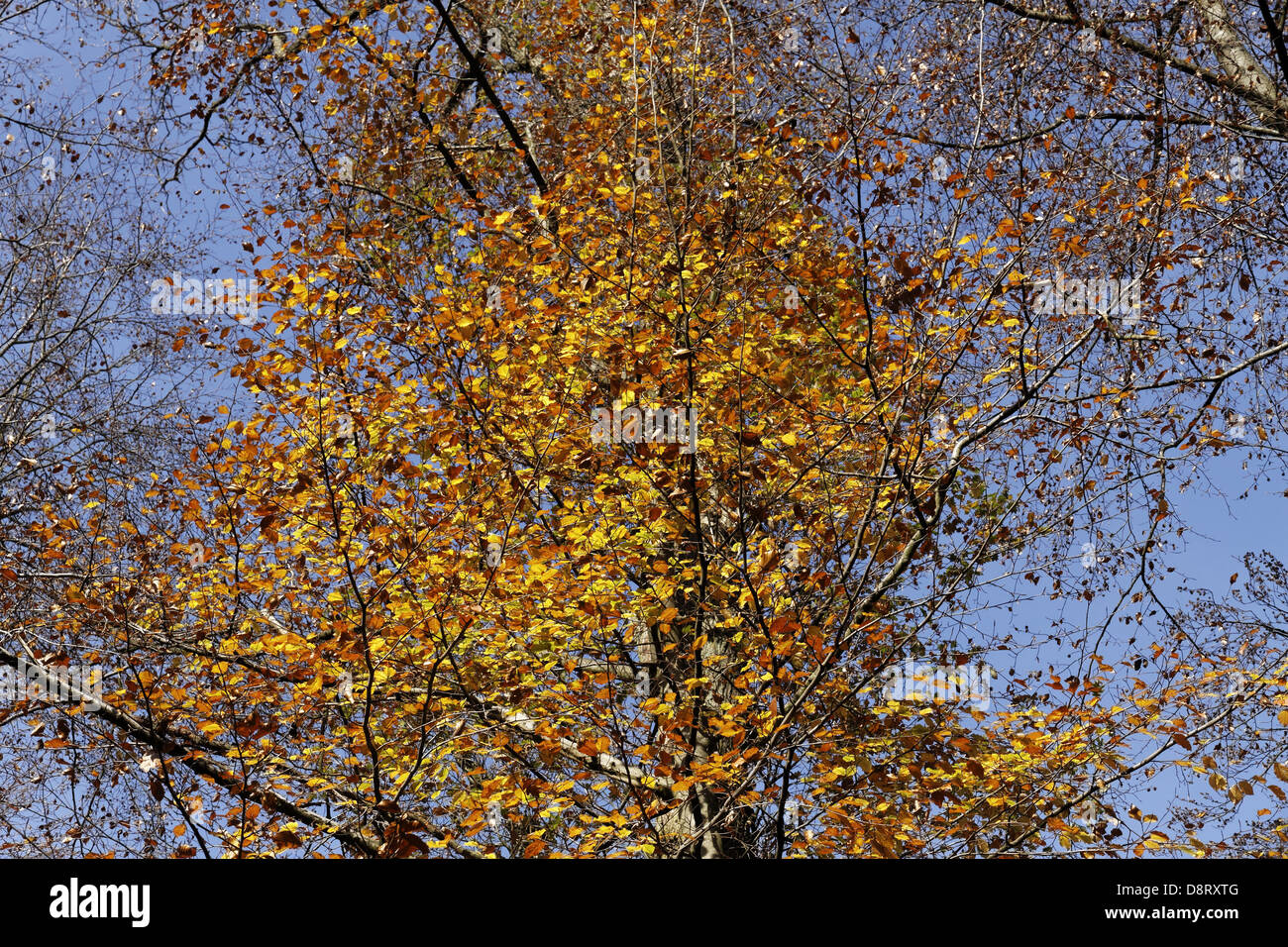 Beech grove with European Beech Stock Photo - Alamy