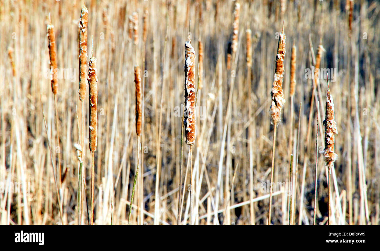 Pond reeds hi-res stock photography and images - Alamy