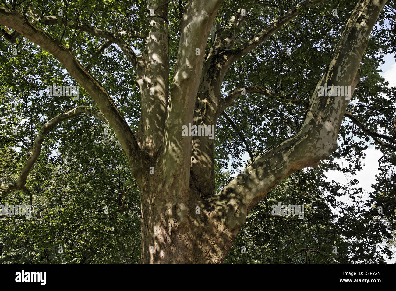 Planetree hi-res stock photography and images - Alamy