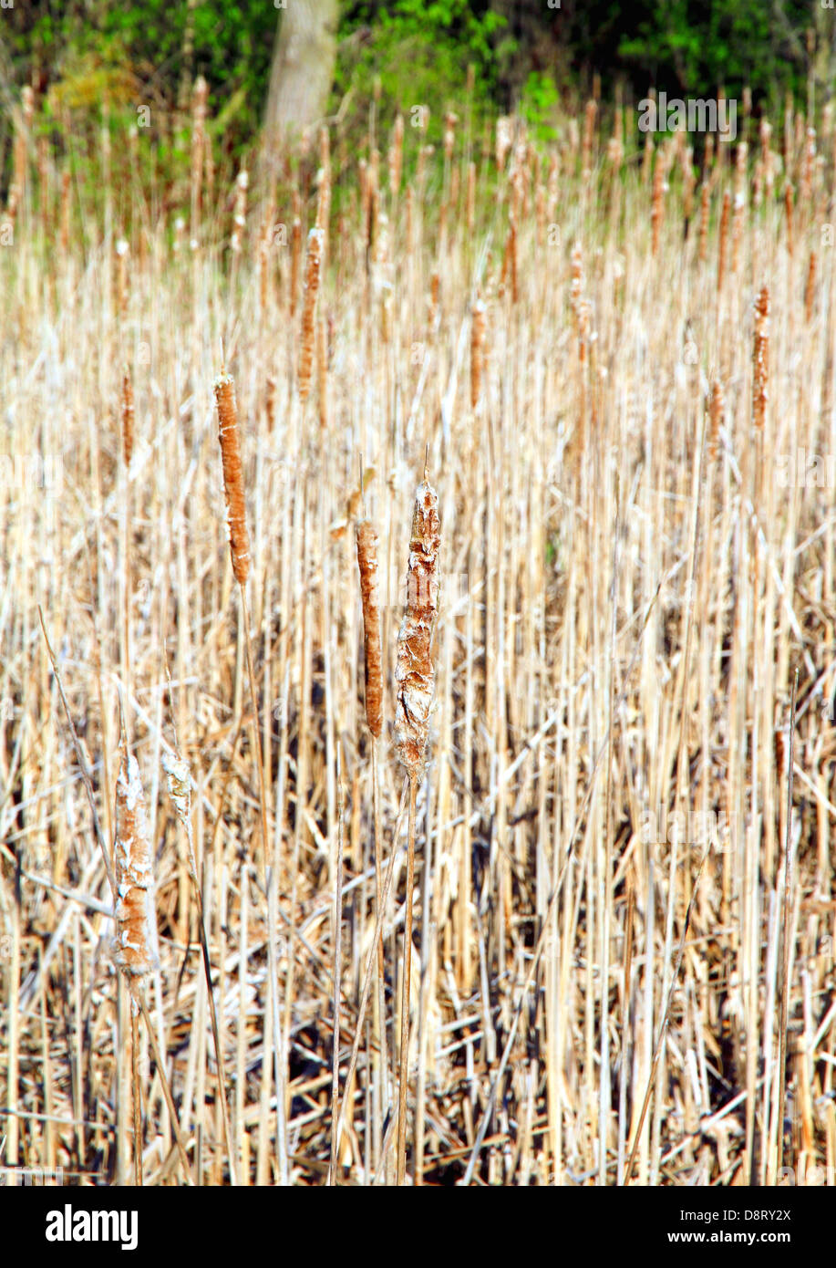 Reeds lake in nature hi-res stock photography and images - Alamy