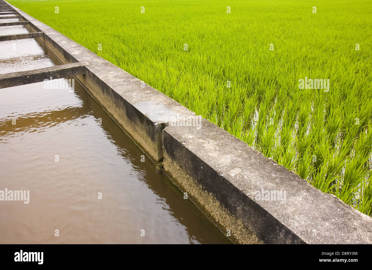 paddy rice field Stock Photo - Alamy