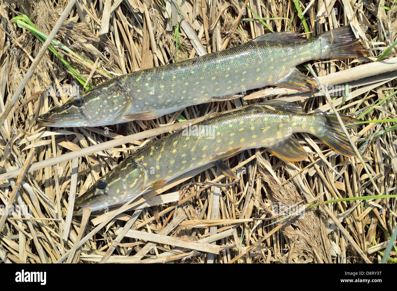 fish on reeds in a horizontal position Stock Photo - Alamy