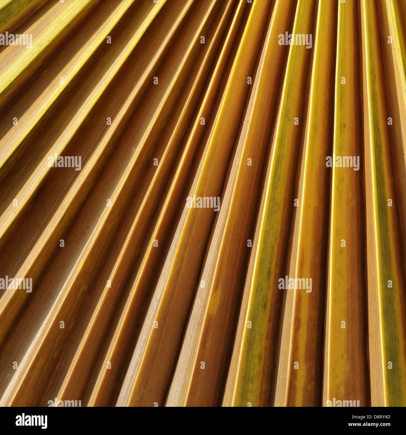 Washingtonia filifera, California Washingtonia Stock Photo - Alamy