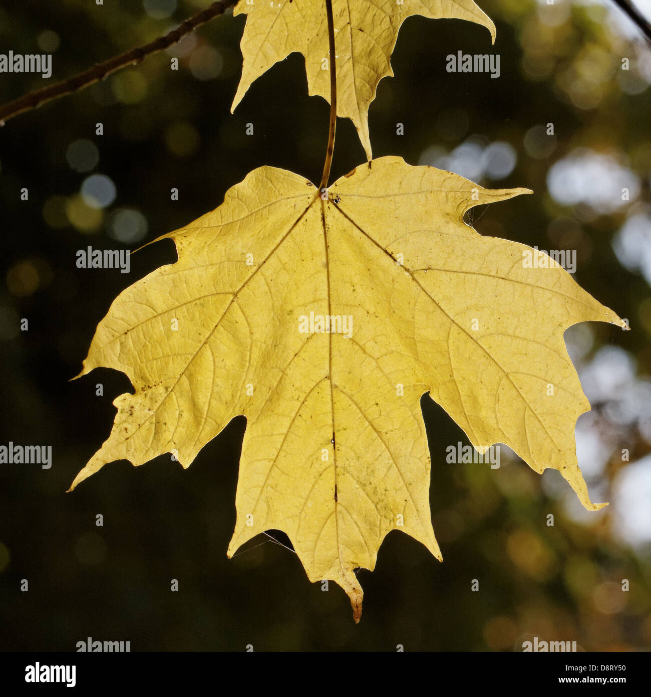 Plant maple maple sugar hi-res stock photography and images - Alamy
