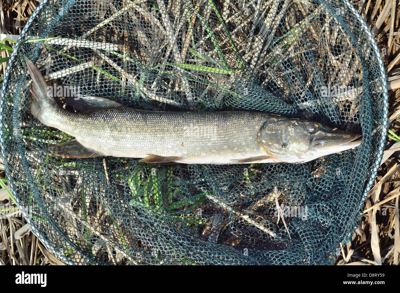 fish on reeds in a horizontal position Stock Photo - Alamy