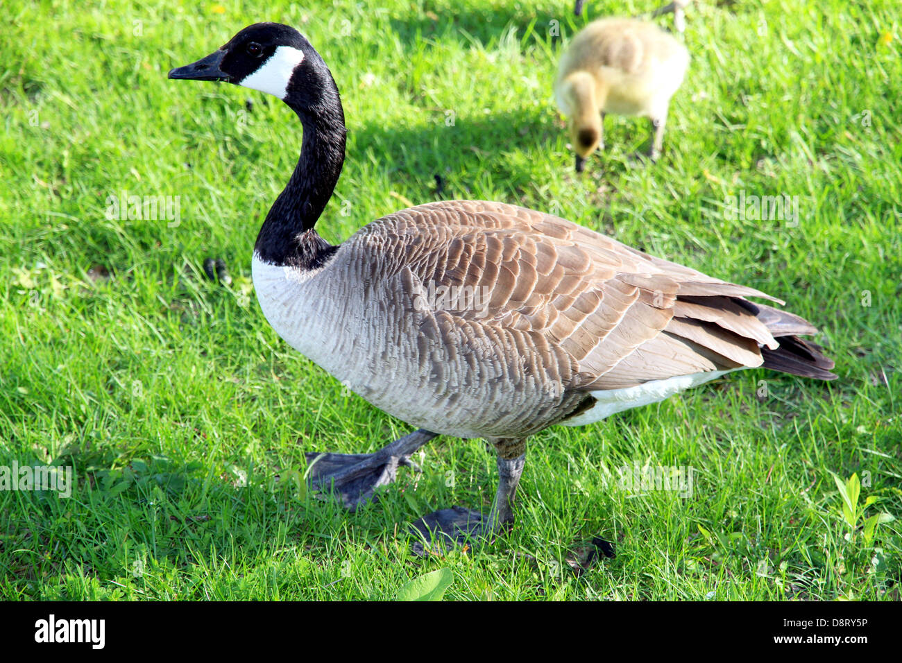 Canadian goose chick hi-res stock photography and images - Alamy