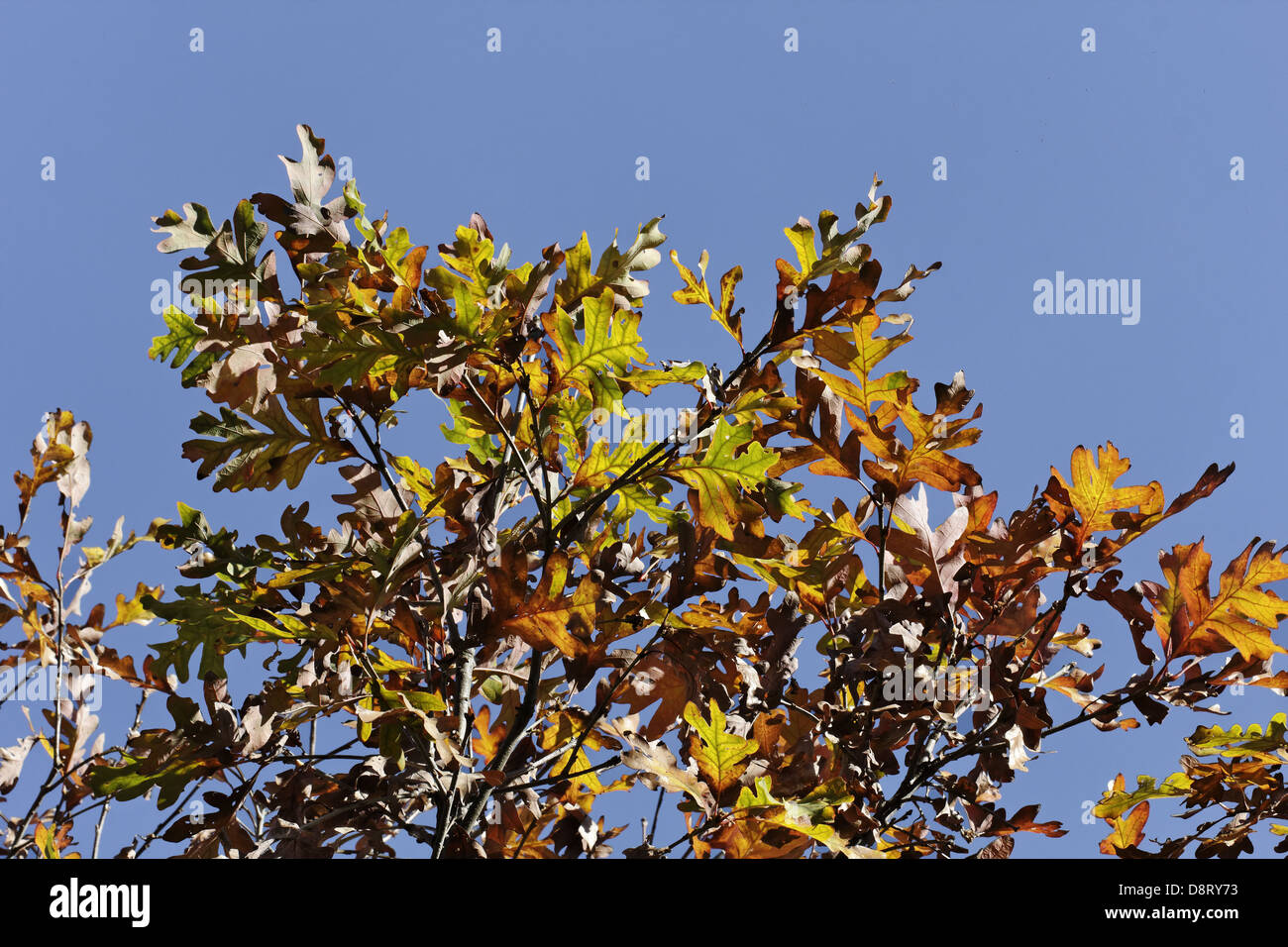 Quercus alba hi-res stock photography and images - Alamy