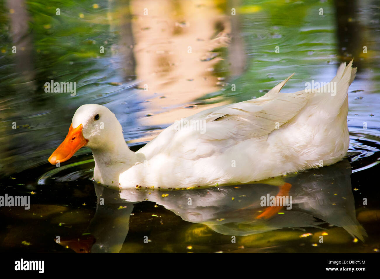 Duck swimming at Lake duck Lake water white pool swimming Stock Photo ...