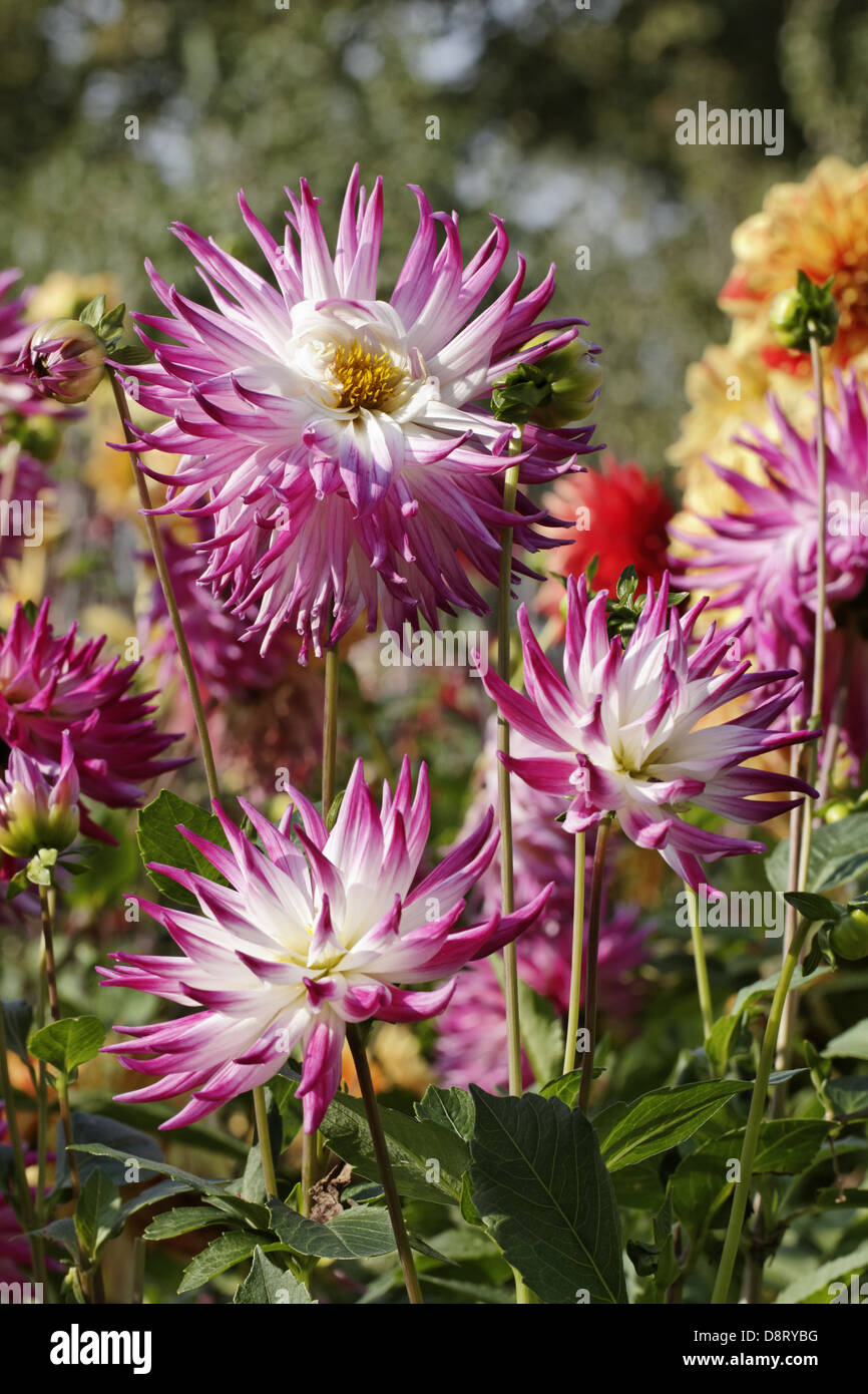 Dahlia 'Dutch Explosion', Cactus Dahlia Stock Photo - Alamy