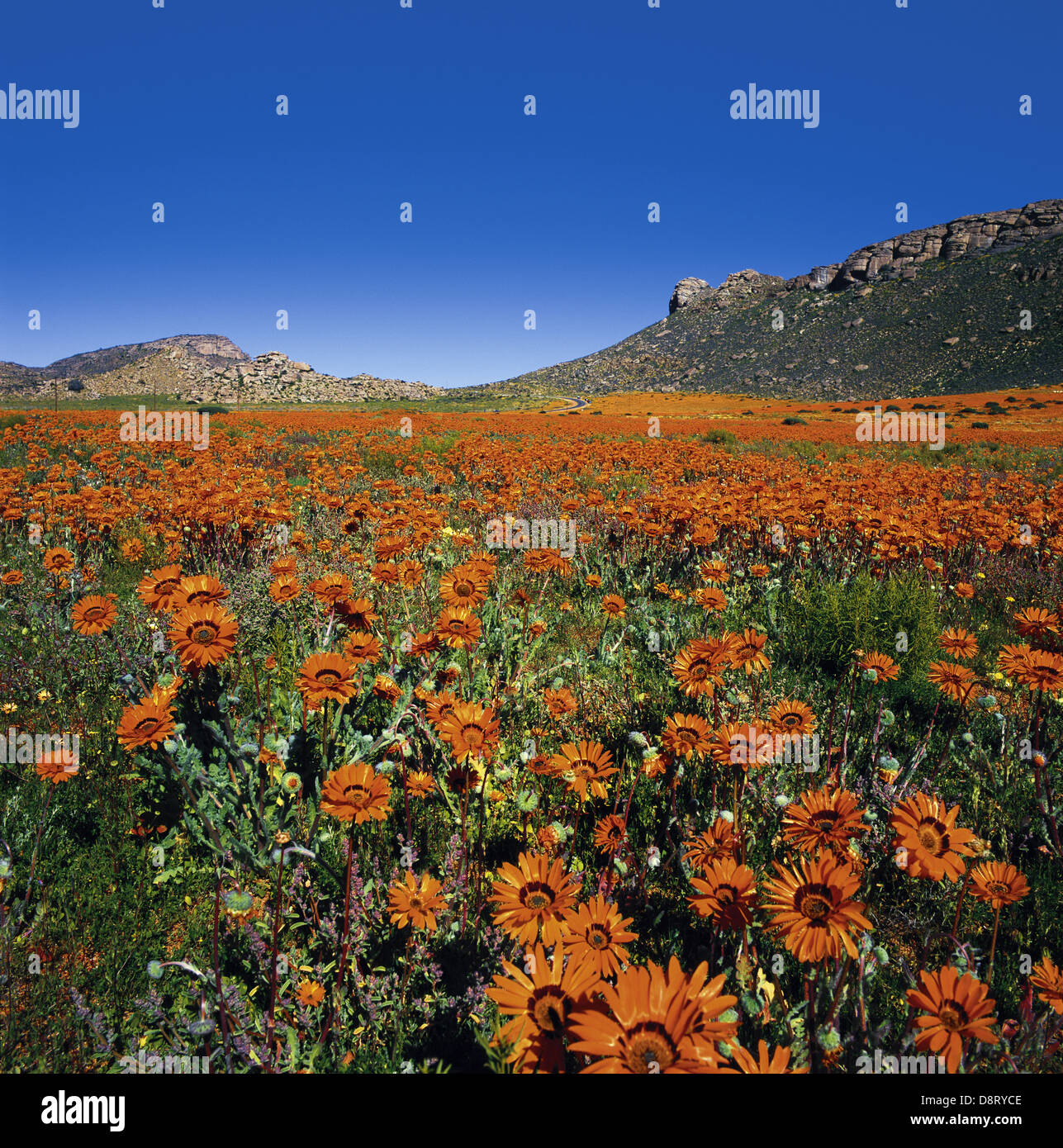 Namaqualand, South Africa Stock Photo - Alamy