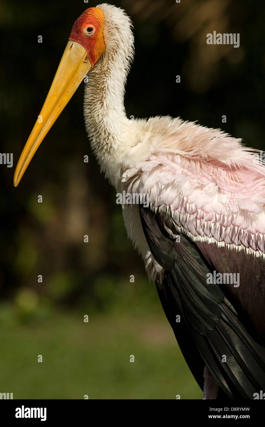 portrait of a stork Stock Photo - Alamy