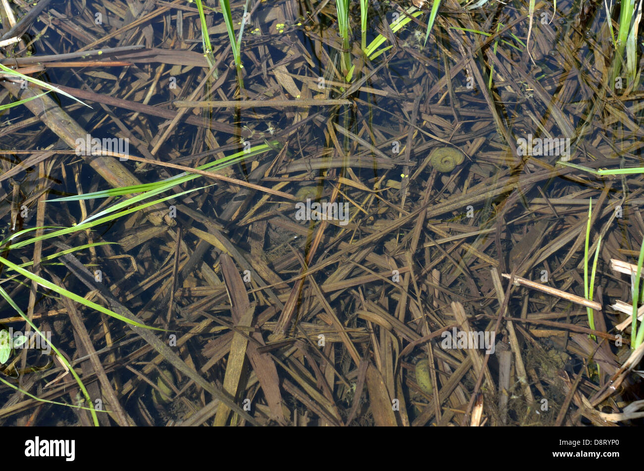 background of the lake bottom and water Stock Photo - Alamy