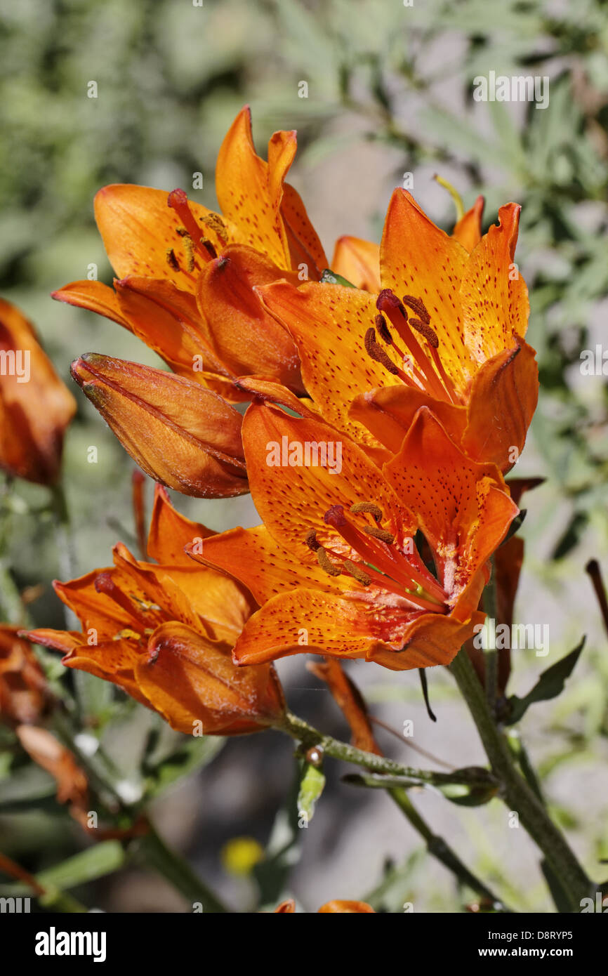 Lilium bulbiferum, Orange Lily, Fire Lily Stock Photo - Alamy