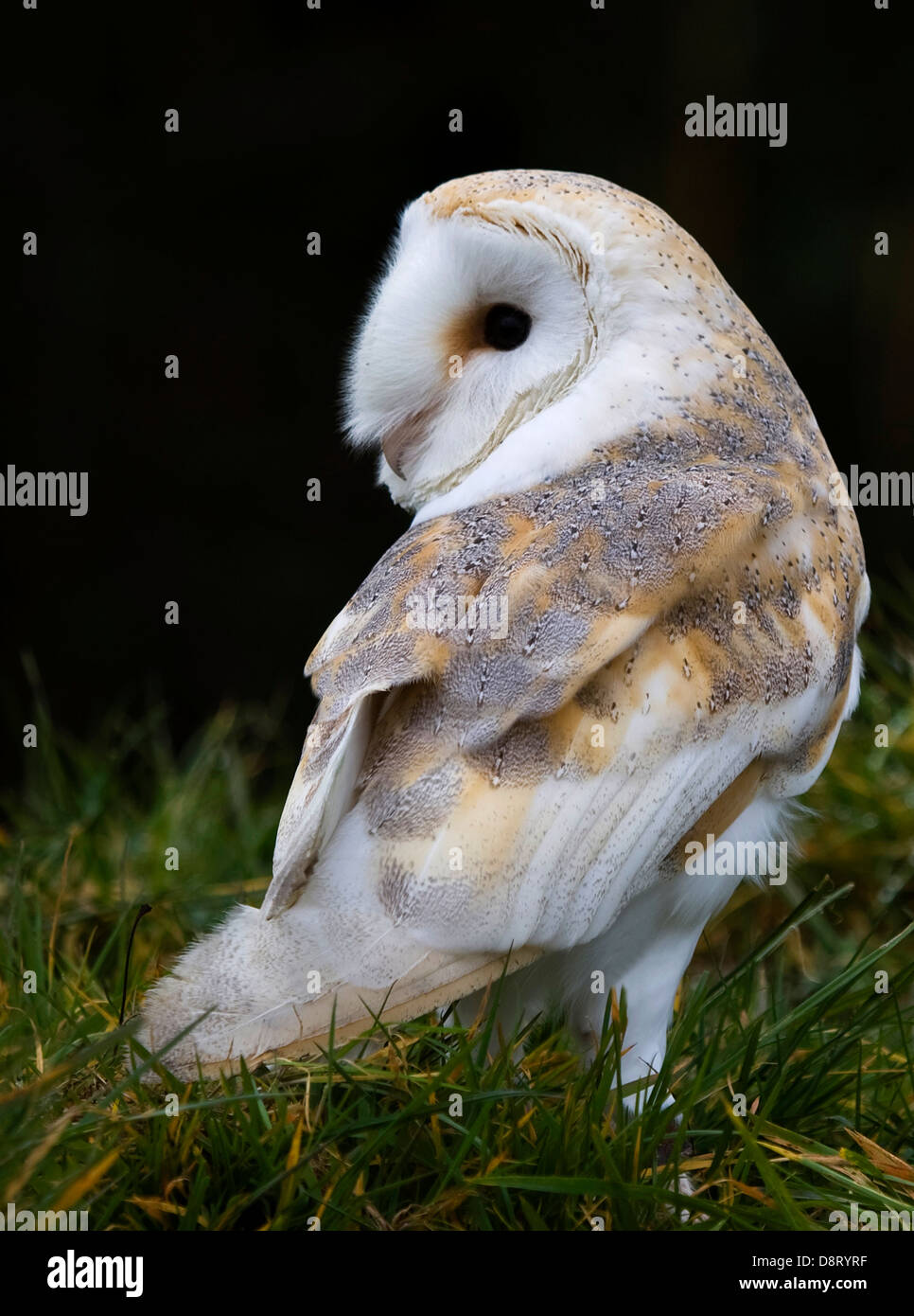 A barn owl turns to trace the movement of potential prey Stock Photo ...
