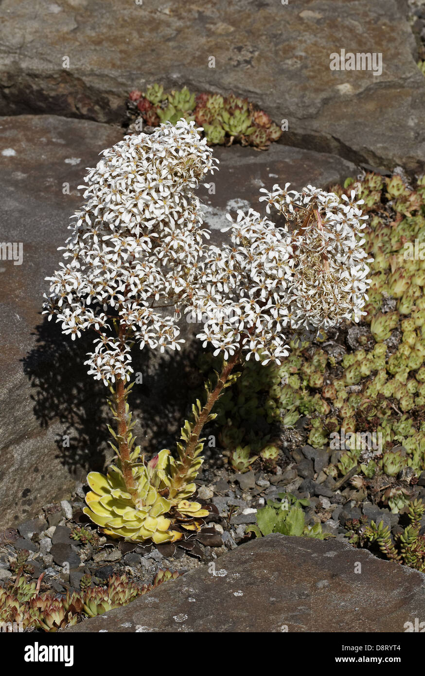 Pyramidal Saxifrage Saxifraga Cotyledon High Resolution Stock ...