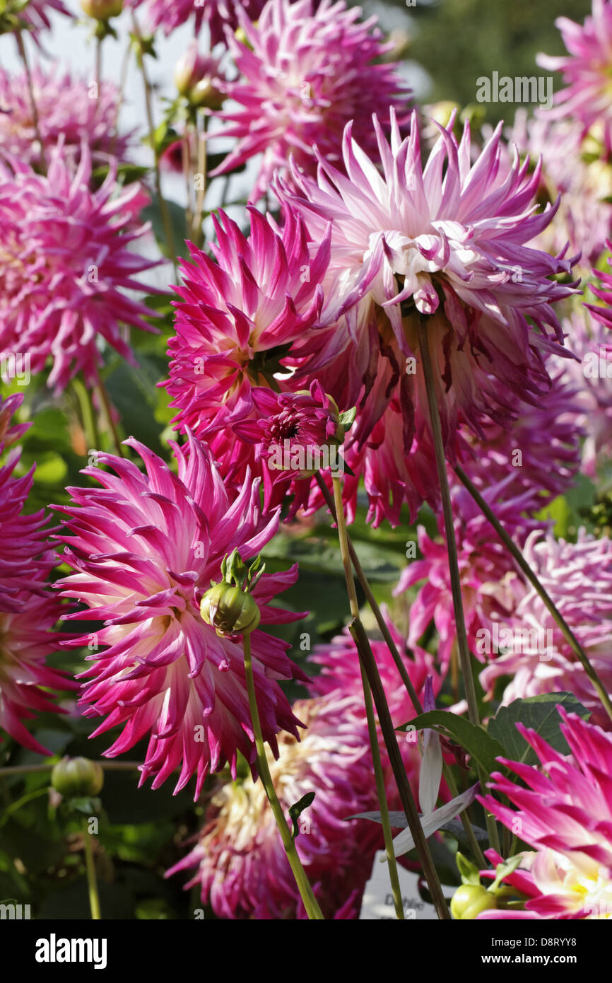 Dahlia 'Dutch Explosion', Cactus Dahlia Stock Photo - Alamy