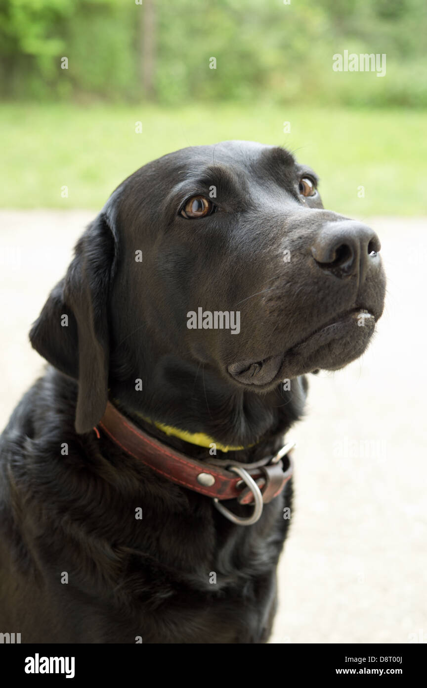 Proud black labrador retriever in the yard Stock Photo - Alamy