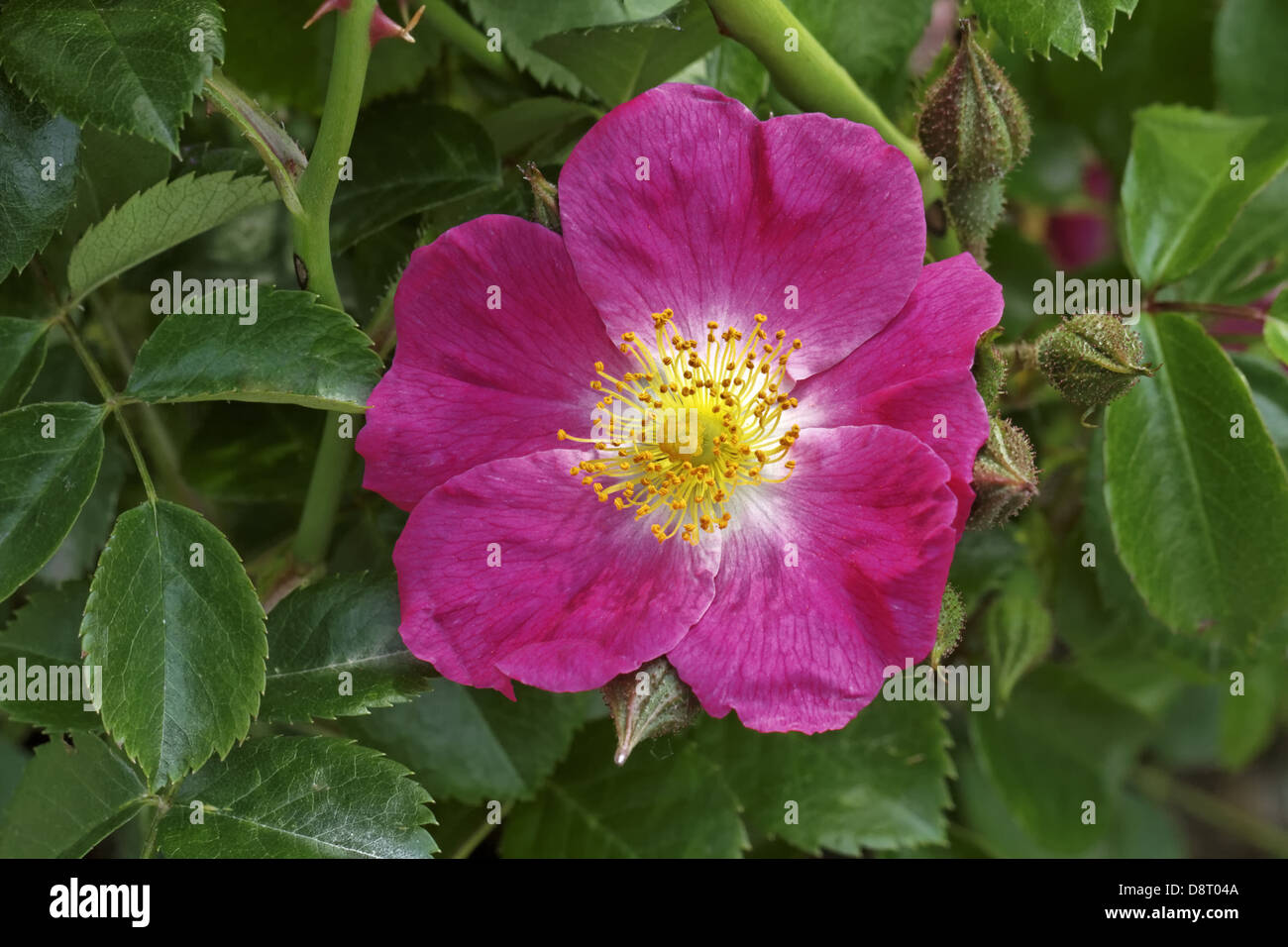 Rosa American Pillar (Climbing rose Stock Photo - Alamy