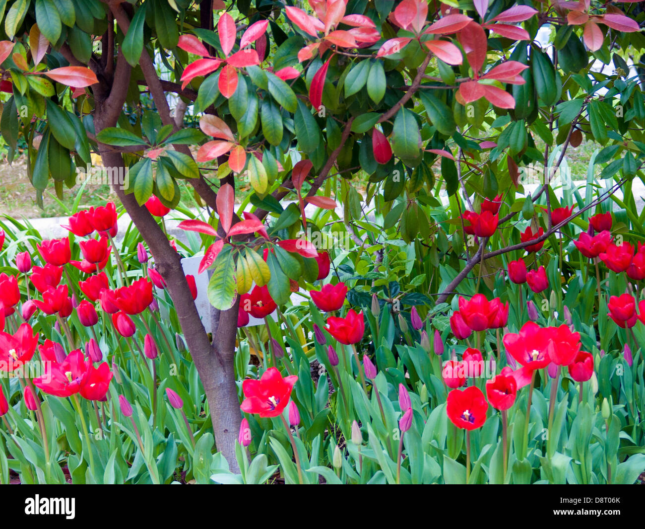 Parc Phoenix, Nice. French Riviera, Alpes-Maritimes, France Stock Photo ...