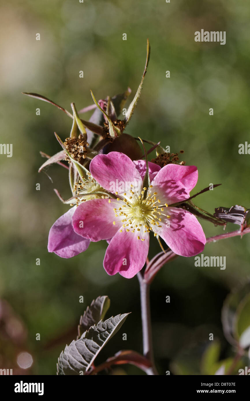 Rosa glauca, Red-leaved Rose, Redleaf Rose Stock Photo - Alamy
