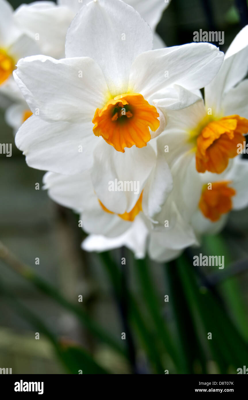 Daffodil Narcissus Geranium Stock Photos & Daffodil Narcissus Geranium ...