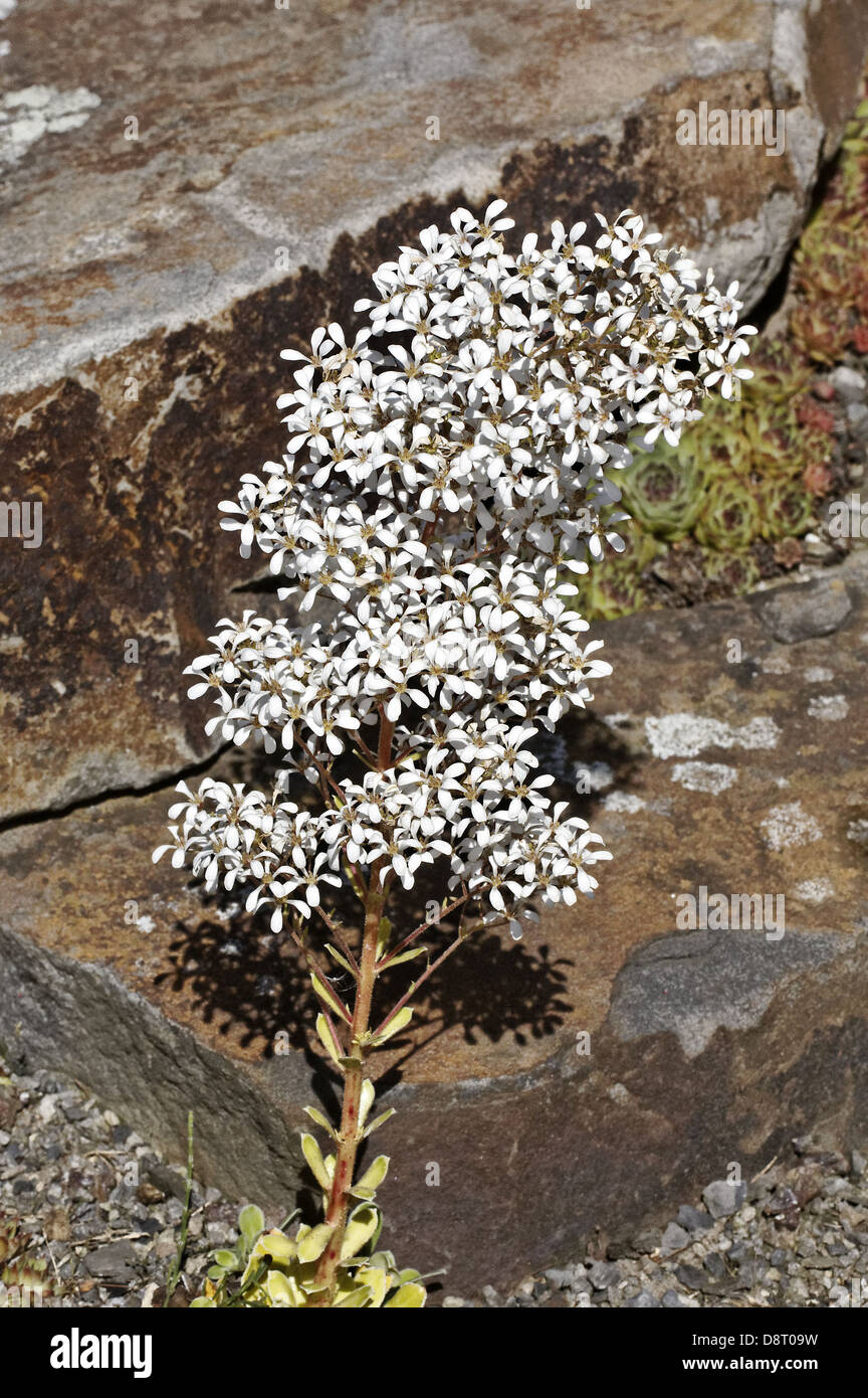 Saxifraga cotyledon, Pyramidal saxifrage Stock Photo - Alamy