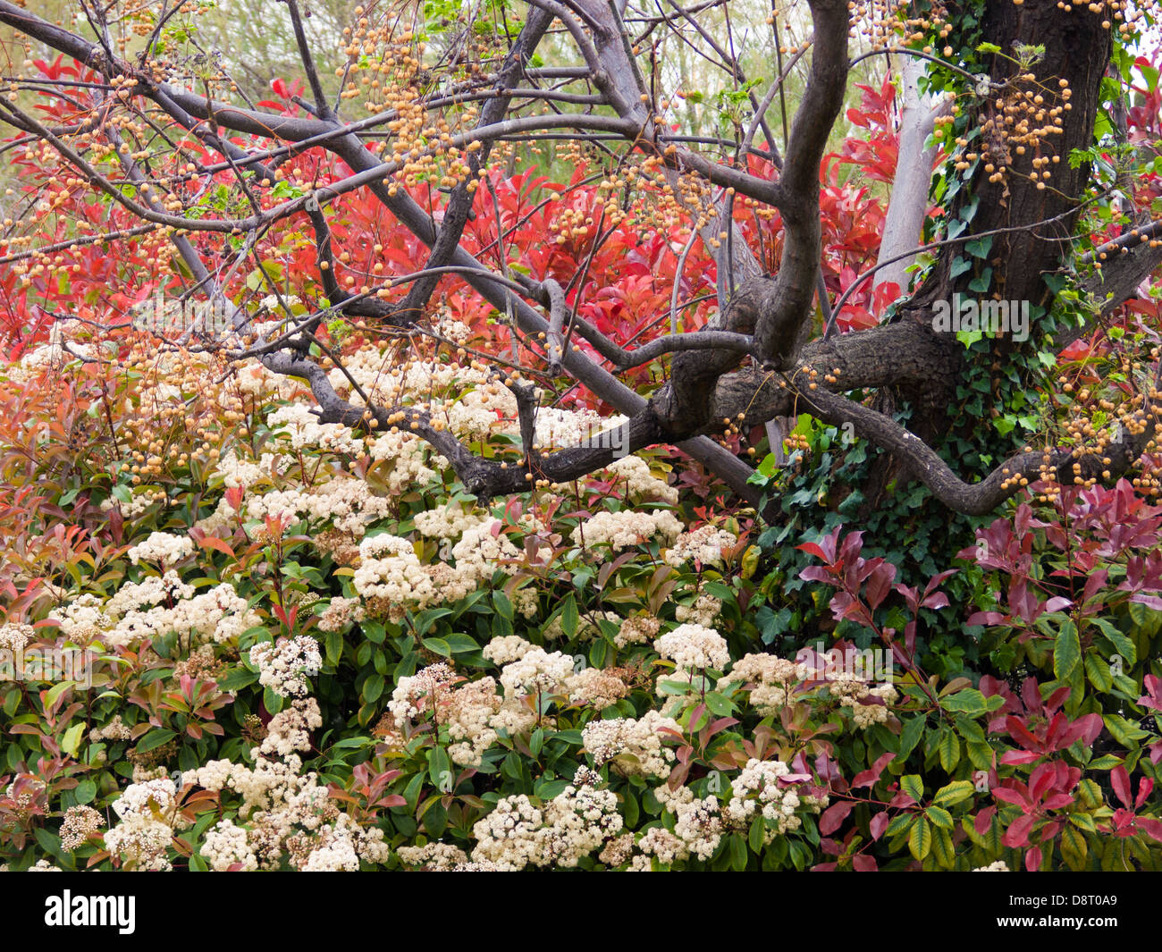 Parc Phoenix, Nice. French Riviera, Alpes-Maritimes, France Stock Photo ...