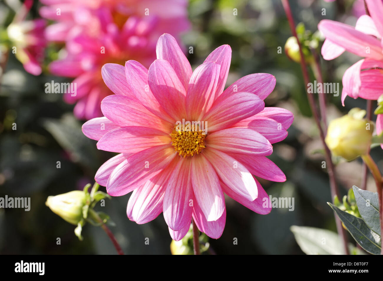 Dahlia ‘karma fuchsiana’ hi-res stock photography and images - Alamy
