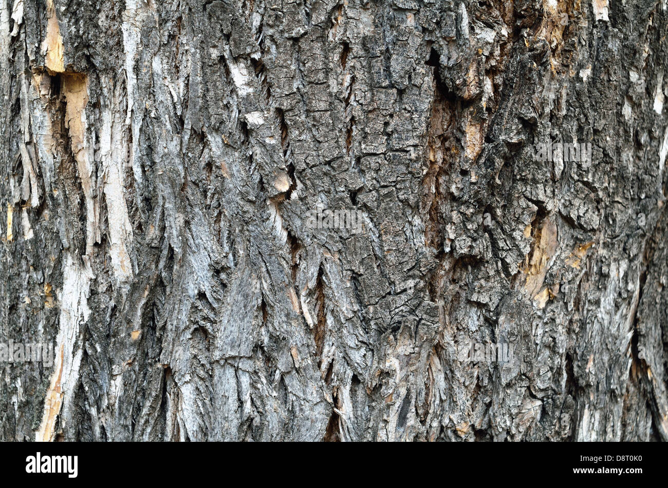 background of gray bark Stock Photo - Alamy