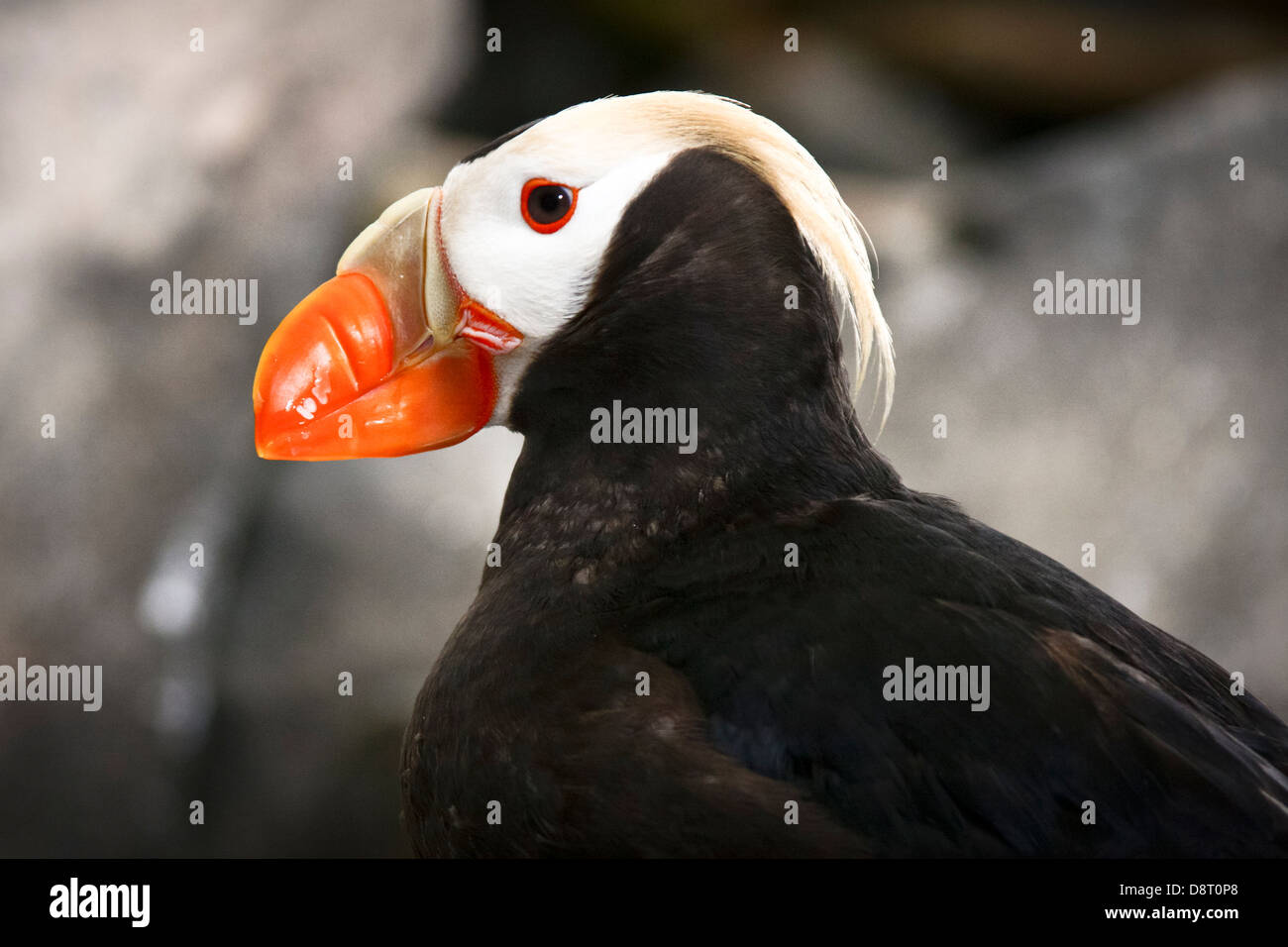 A tufted puffin at the Alaska Sealife Center, Seward, Alaska Stock ...