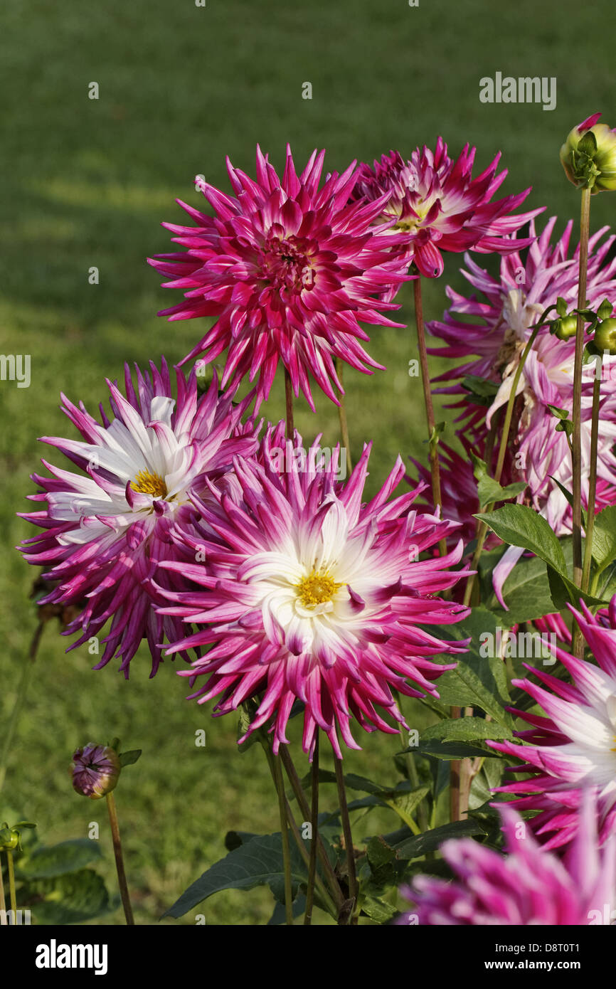 Dahlia 'Dutch Explosion', Cactus Dahlia Stock Photo - Alamy
