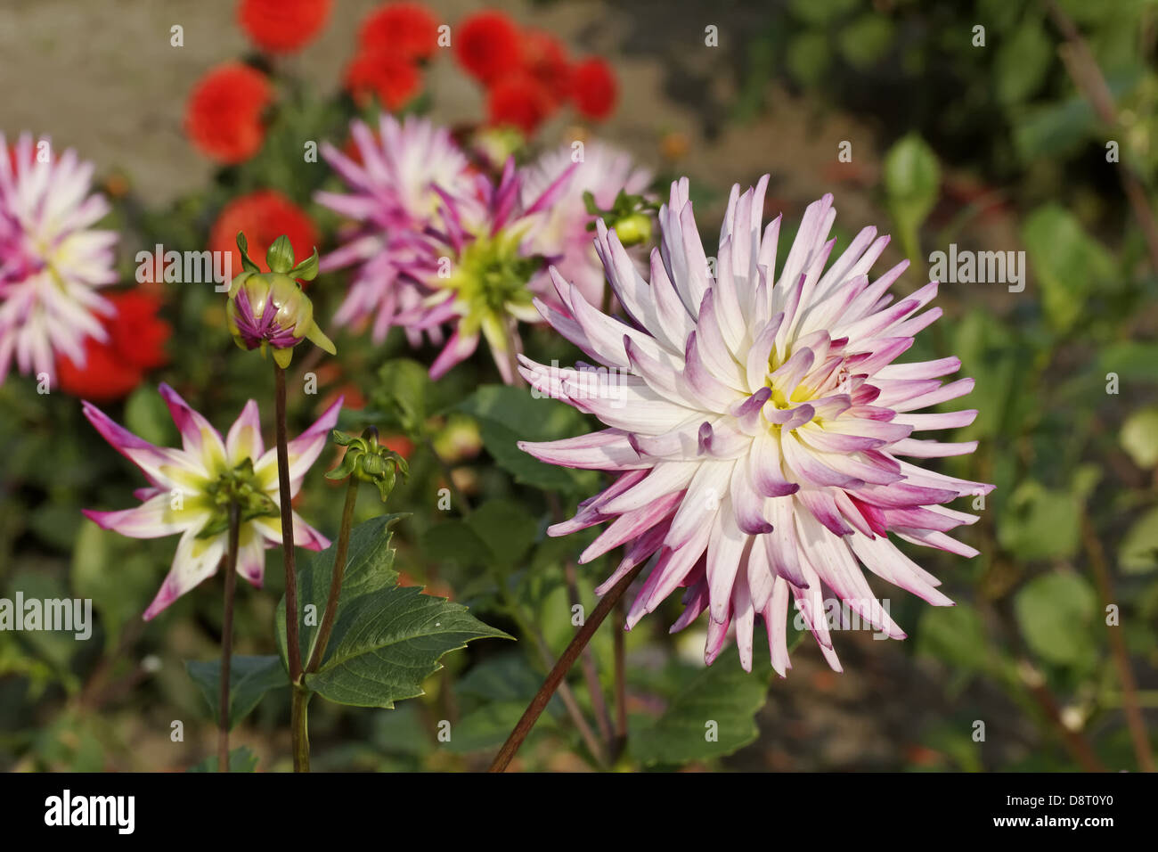Hayley jane hi-res stock photography and images - Alamy