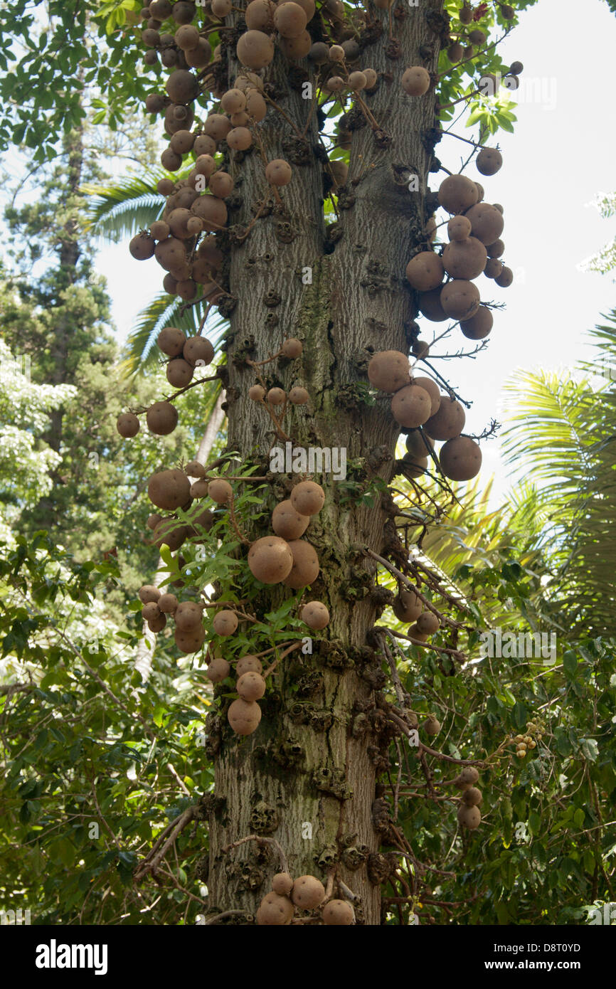 Cannonball tree fruit hi-res stock photography and images - Alamy
