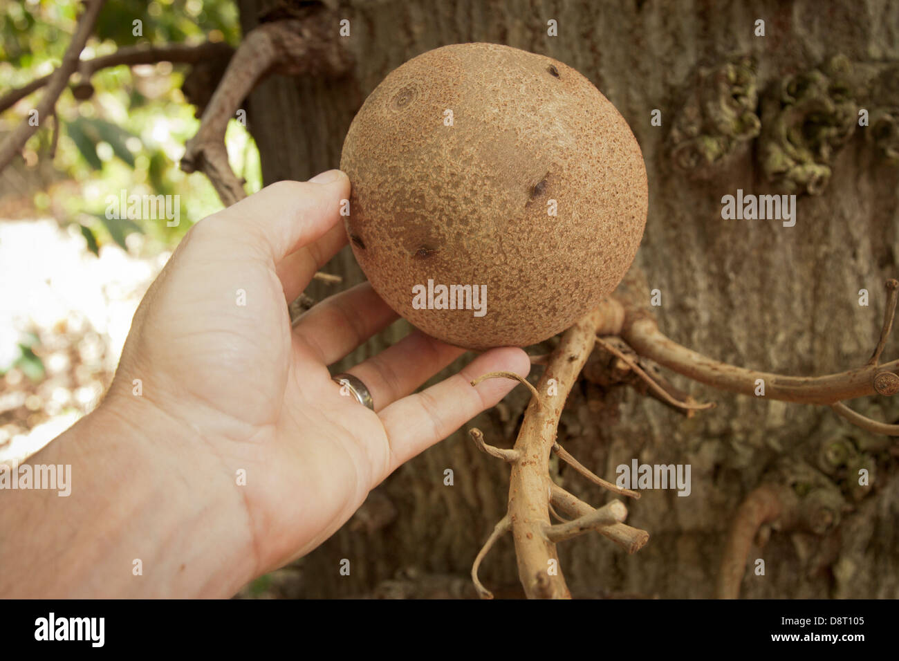 Cannonball tree fruit hi-res stock photography and images - Alamy