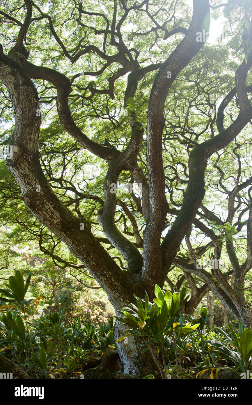 The twisted branches of a Monkeypod tree in Waimea Valley, Oahu, Hawaii ...