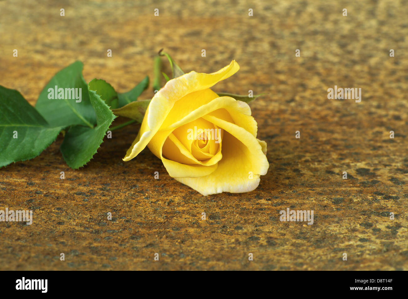 Freshly yellow rose flower on a rustic wooden table Stock Photo - Alamy