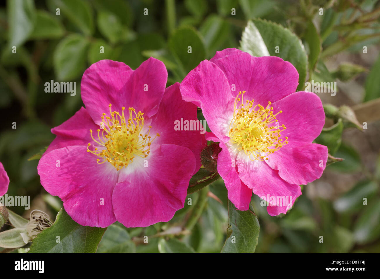 Rosa American Pillar (Climbing rose Stock Photo - Alamy