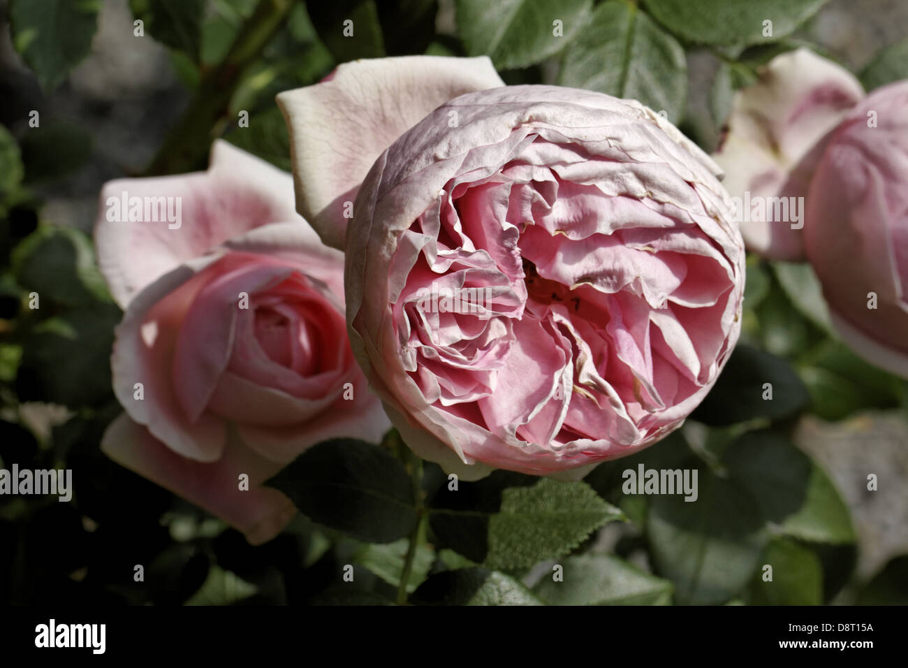 Giardina climbing rose hi-res stock photography and images - Alamy